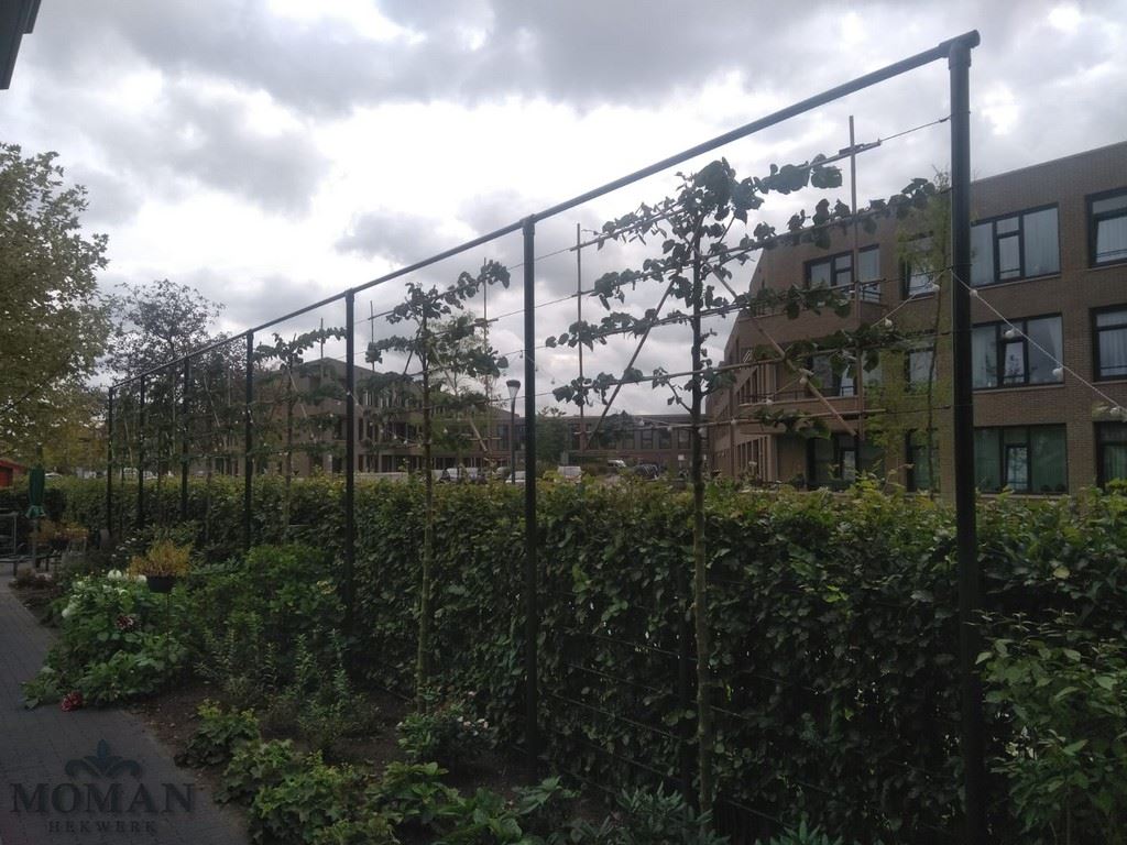 Ondersteuning leibomen